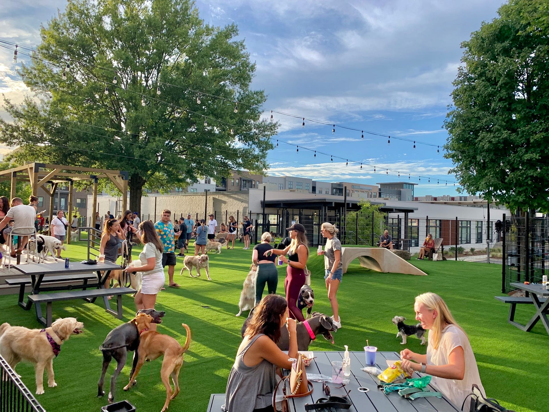 Dog Bar And Indoor Dog Park Charlotte NC Skiptown